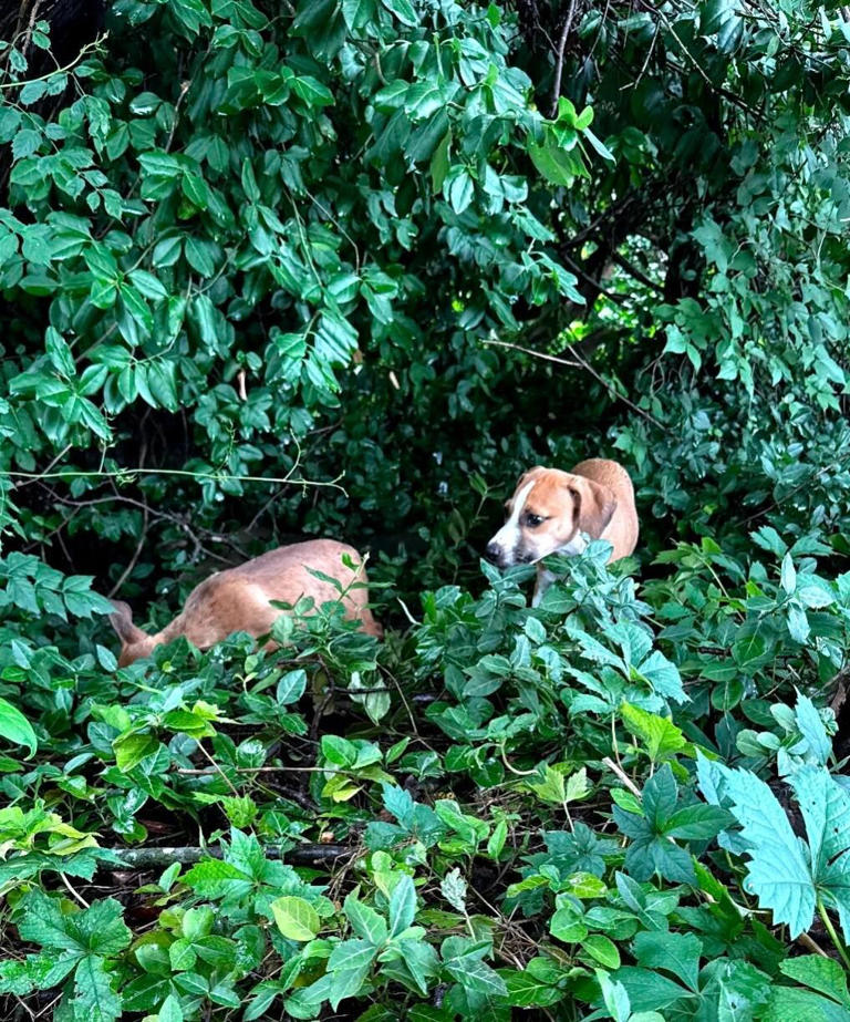 Days of rain cause puppies to get trapped after sliding down Middle TN ...