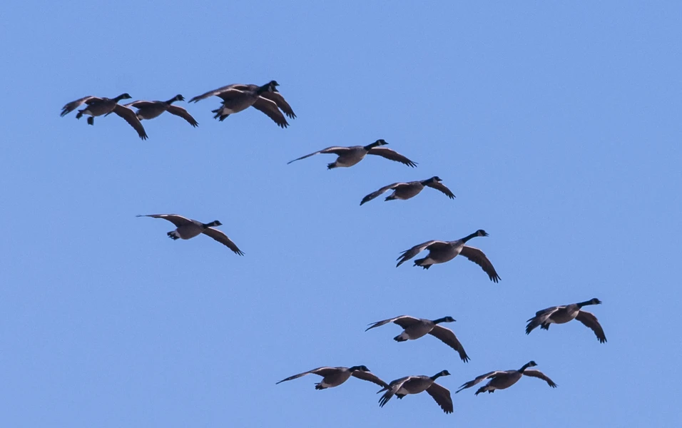 Oregon’s Finley Wildlife Refuge draws birdwatchers seeking serenity