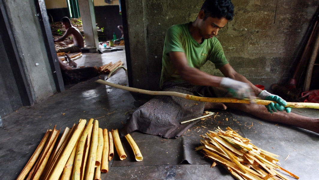 Ceylon vs cassia: The cinnamon choice you need
