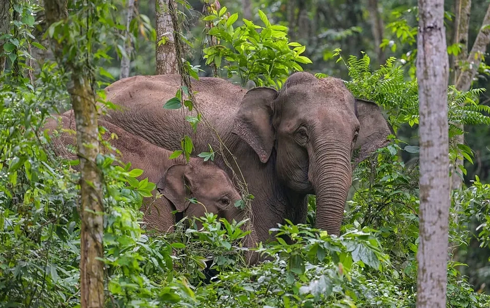 AI and genomic tools reshape global elephant conservation