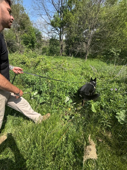 Saratoga Co. sheriff deputy, K-9 graduate from human remains detection ...