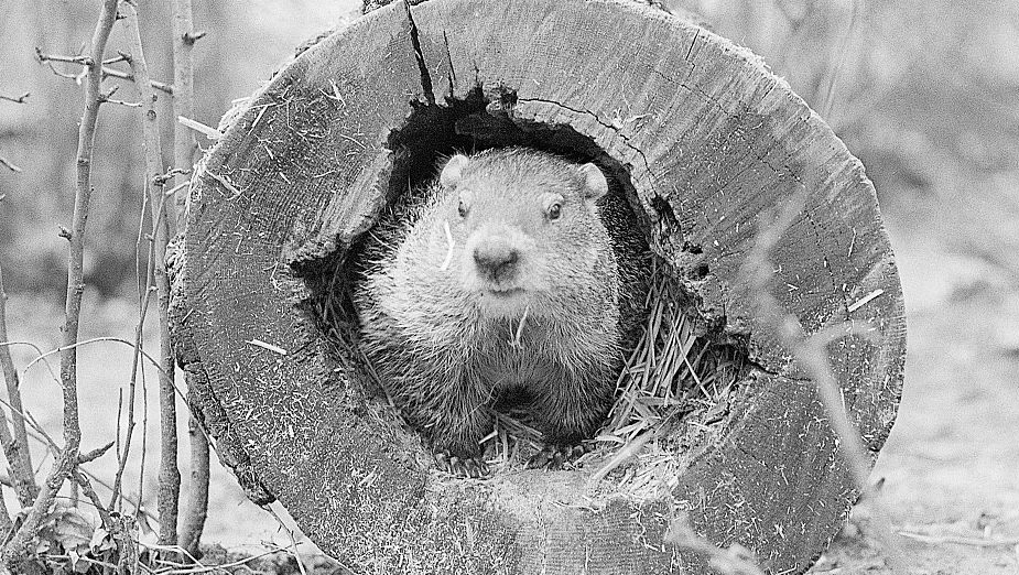Groundhog-proof your garden this spring