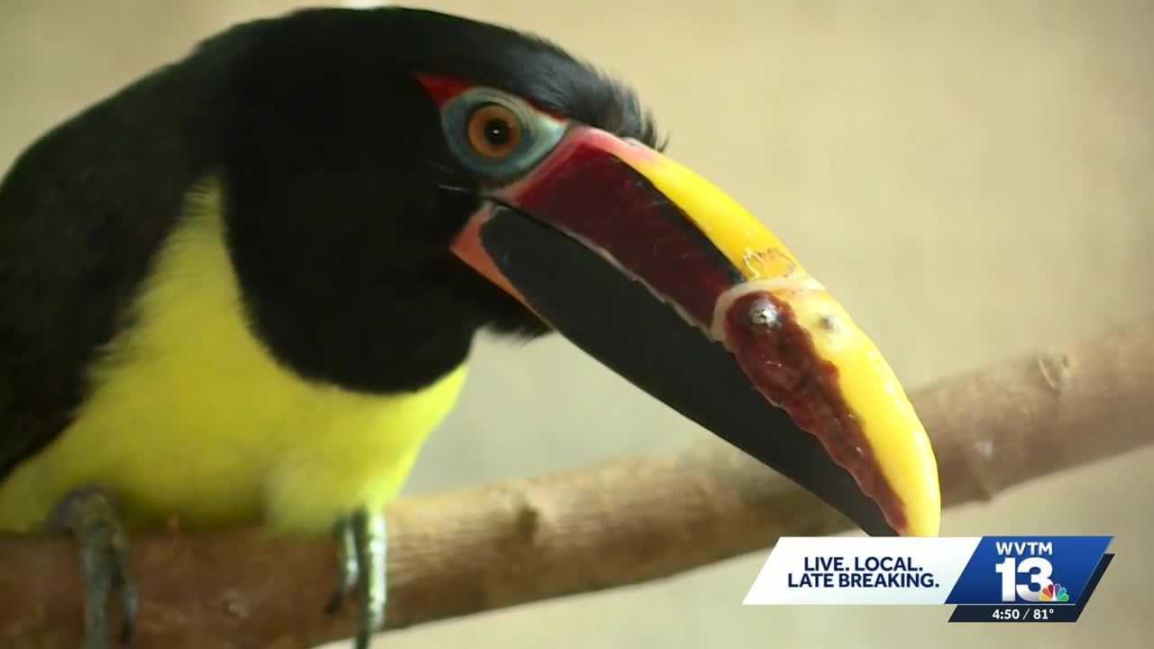 Birmingham Zoo bird thrives after receiving custom prosthetic beak from ...
