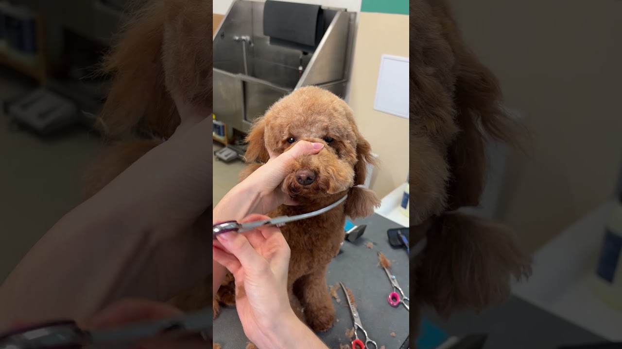 Ultimate poodle grooming: Step-by-step face & head transformation!
