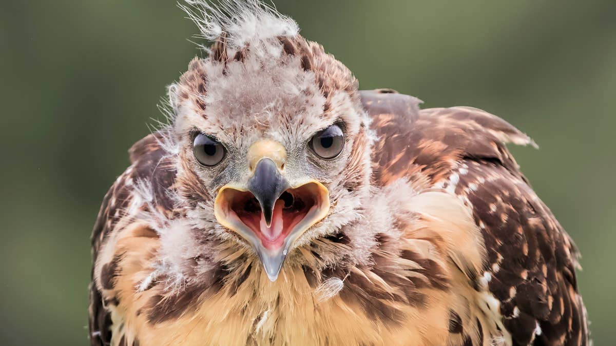 Tiny baby hawk learning to walk looks like a fresh ball of dryer lint