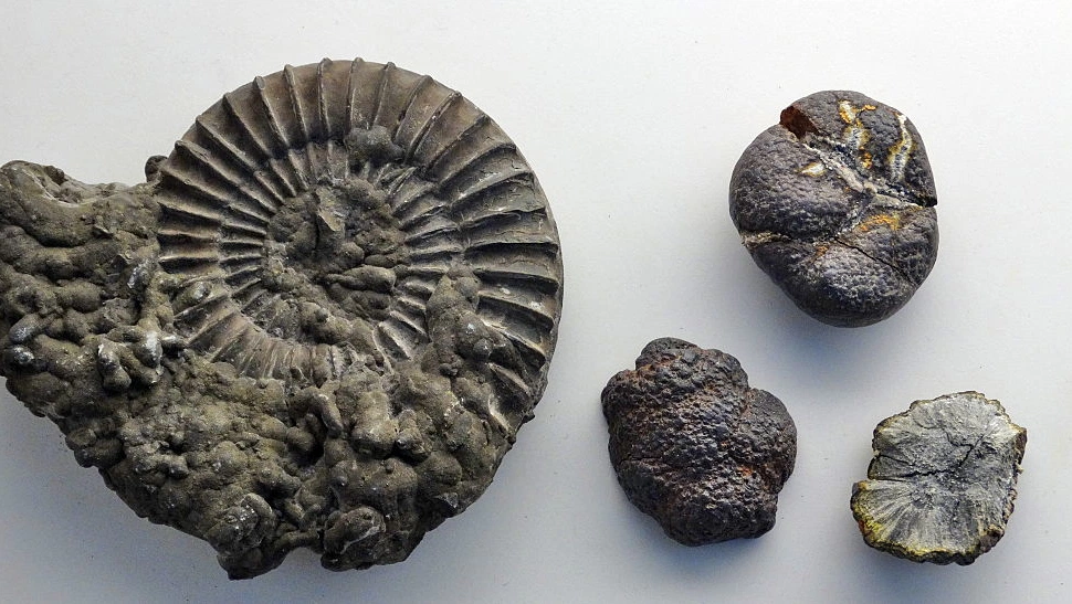 Brazilian 'earliest animal' fossils reclassified as microbes