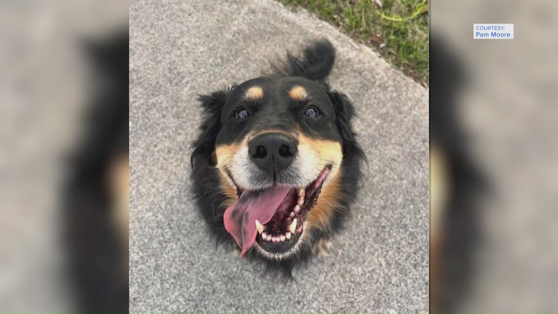 Harvest family searching for answers after their dog was shot and killed