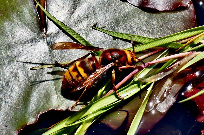 European hornet spotted in Leinster House as Dublin TD says 'public ...