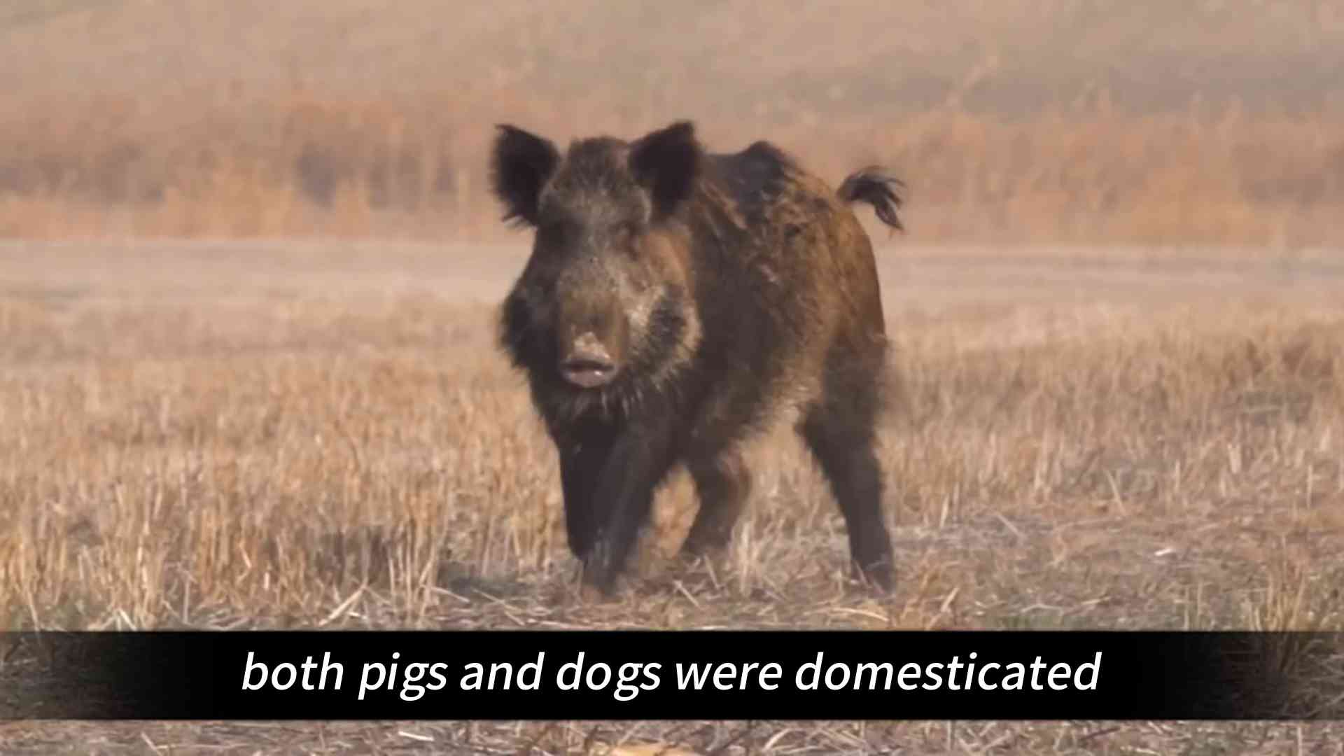 Why humans nerfed pigs and buffed dogs