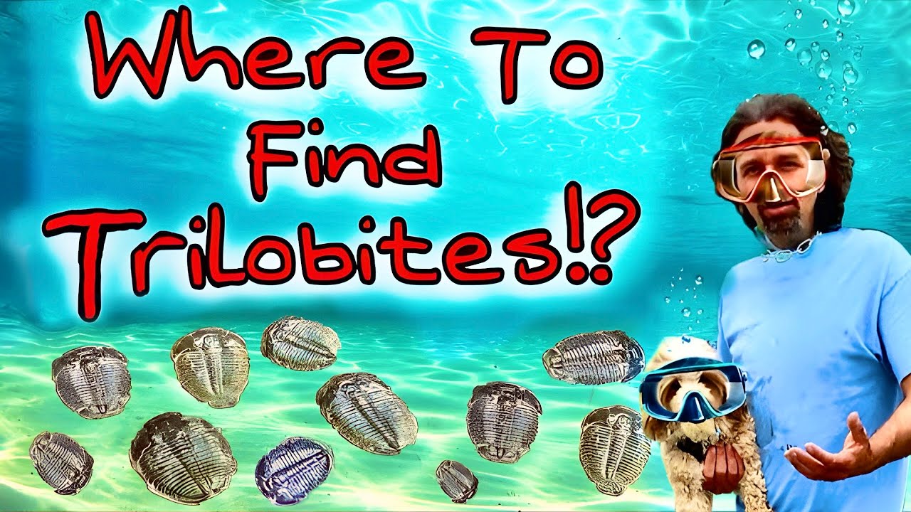 We found amazing trilobite fossils in Utah!