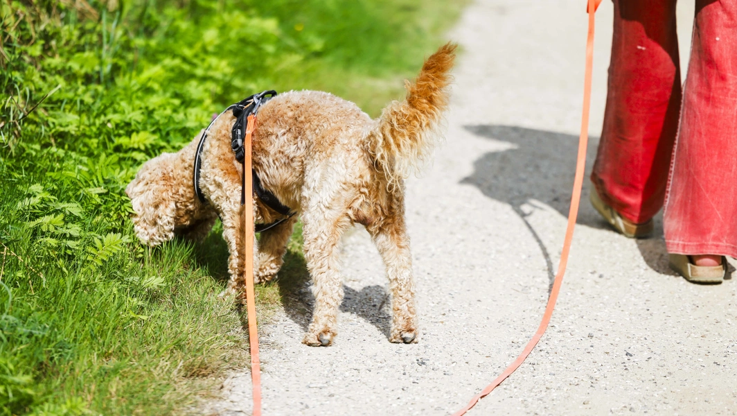 Master recall and leash manners with ease