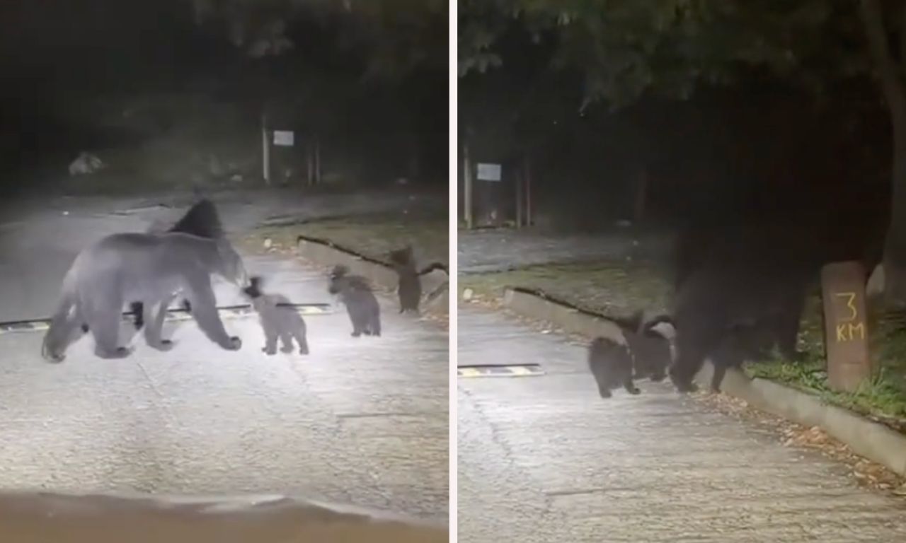 Paseo de mamá osa con sus cachorros en Nuevo León conmueve TikTok | Video