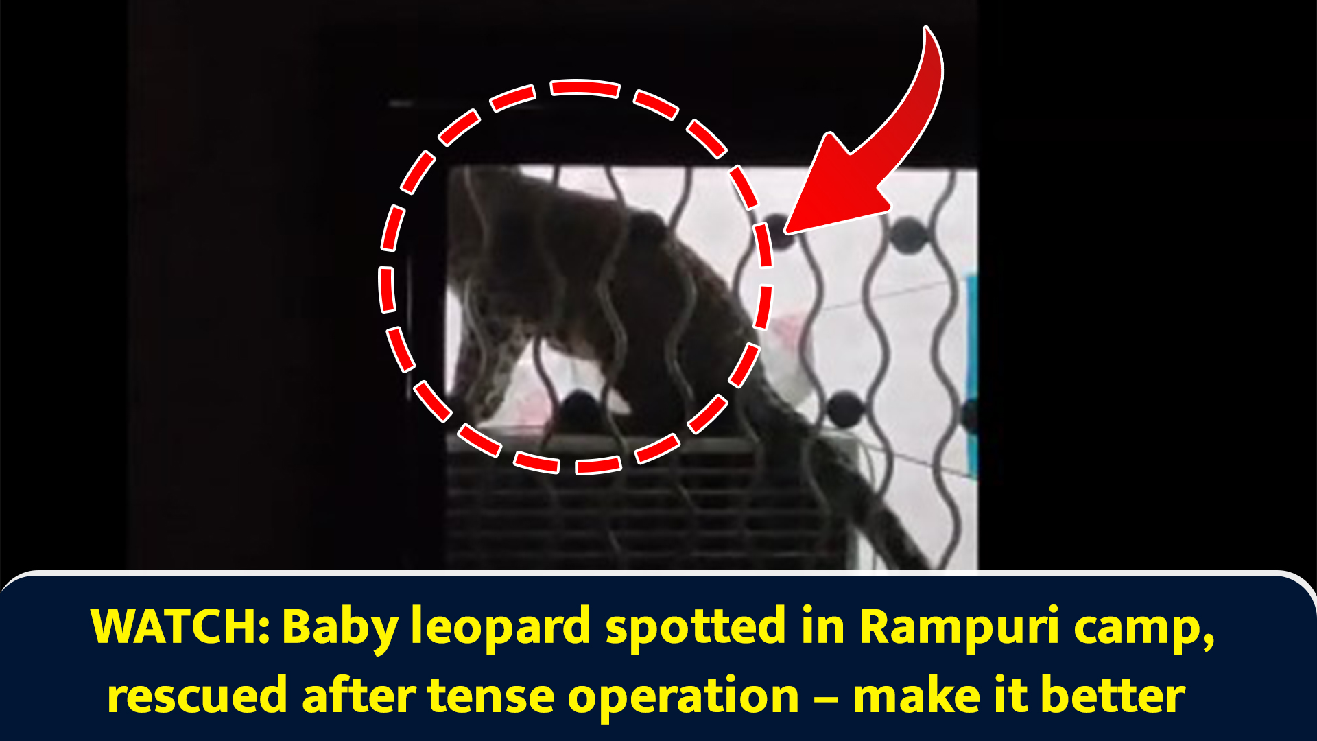 Watch: Baby leopard spotted in Rampuri camp, rescued after tense operation