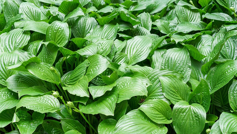 Gardeners embrace vibrant hosta alternatives for shade spaces