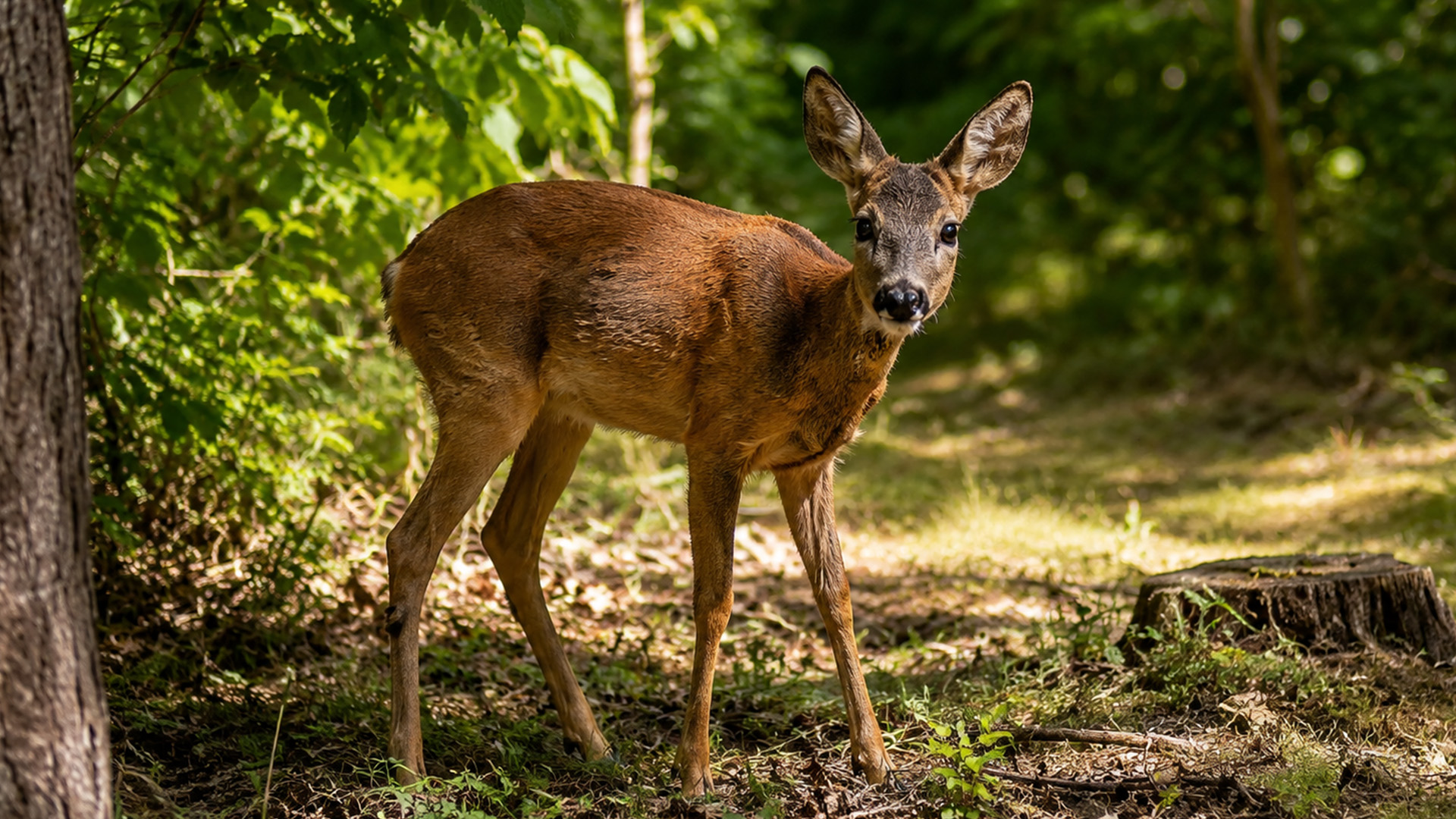Wat onze wildcamera in het bos vastlegde, was fascinerend