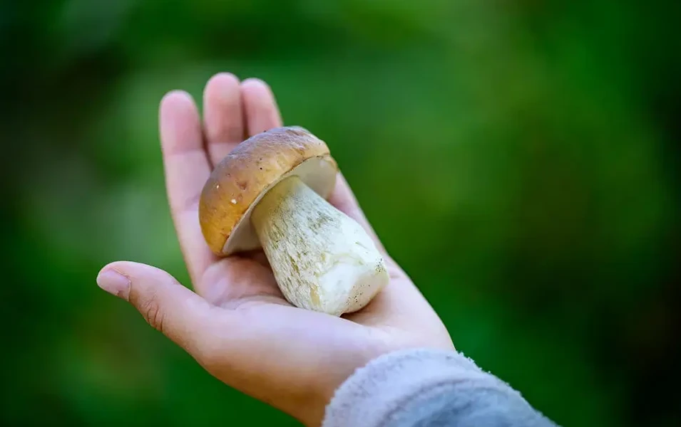 Mushroom magic for flavor and health