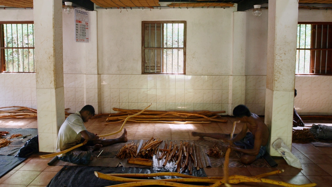 Ceylon vs cassia: The cinnamon choice you need