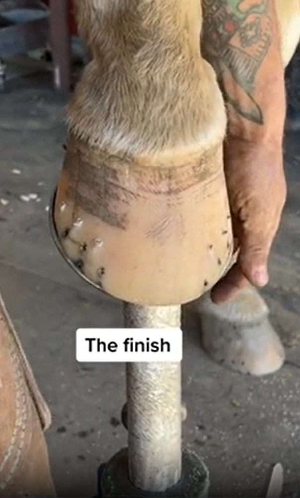 Why every horse needs a great farrier