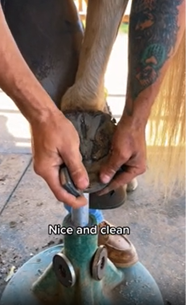 Nice and clean farrier work