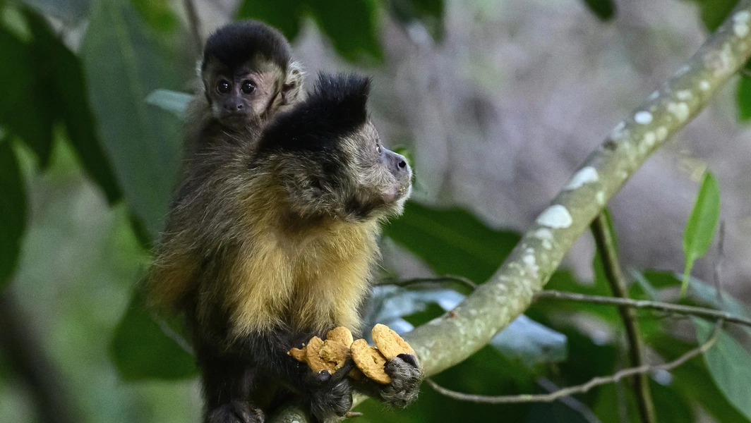 AI meets the wild in primate research
