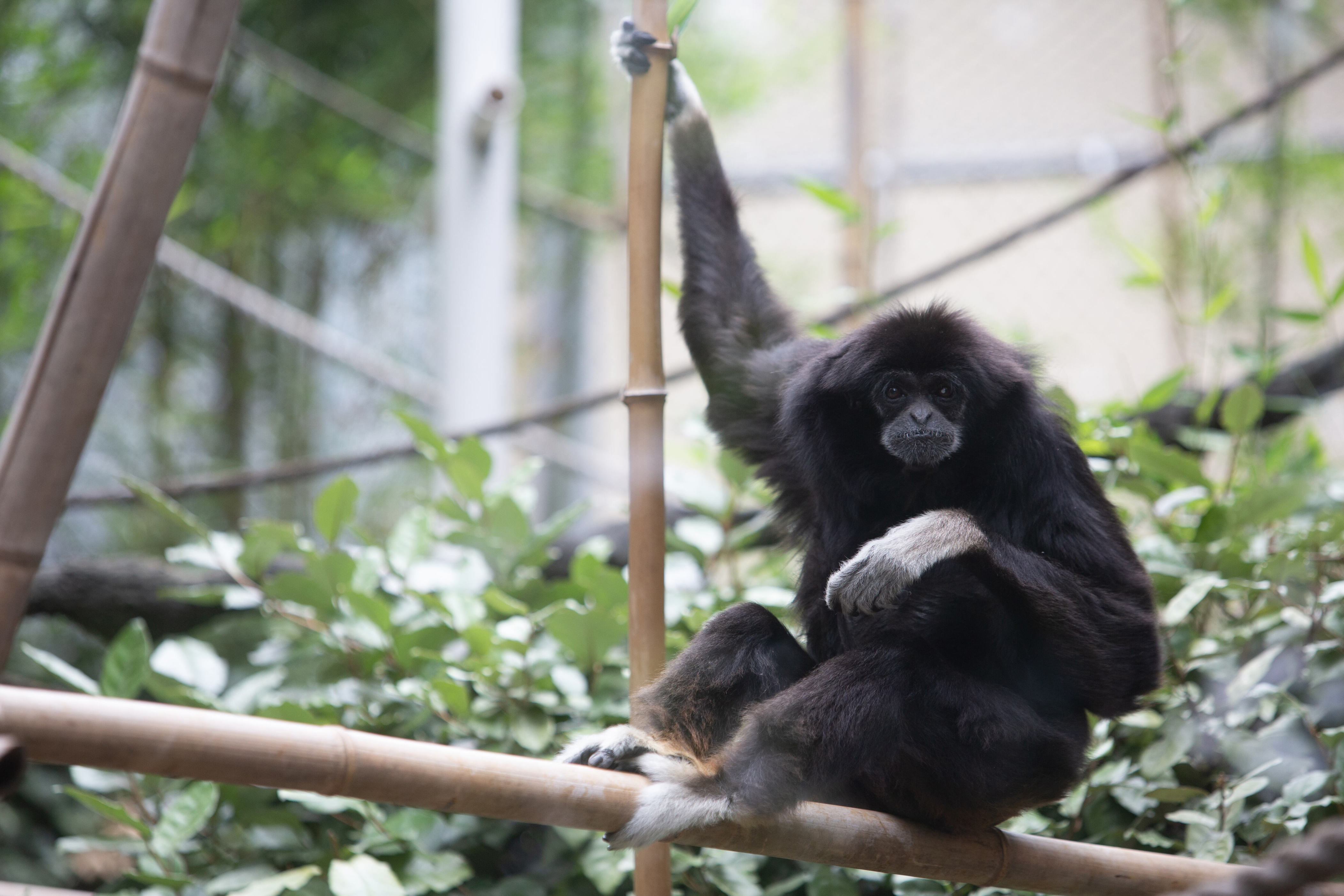 Nipper, oldest lar gibbon in US, passes away at 58, Zoo Knoxville says