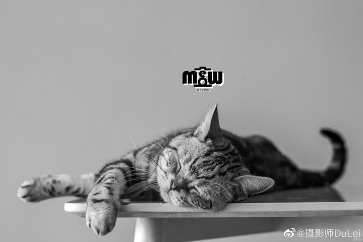 黑猫深夜凝视镜头，网友：它在思考人类的 existential crisis?