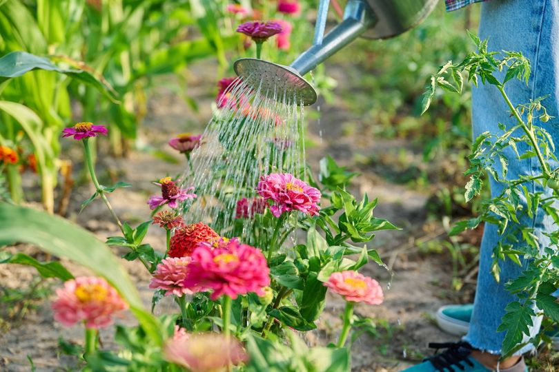 Best time to water your garden in a heatwave – and it's not the evening