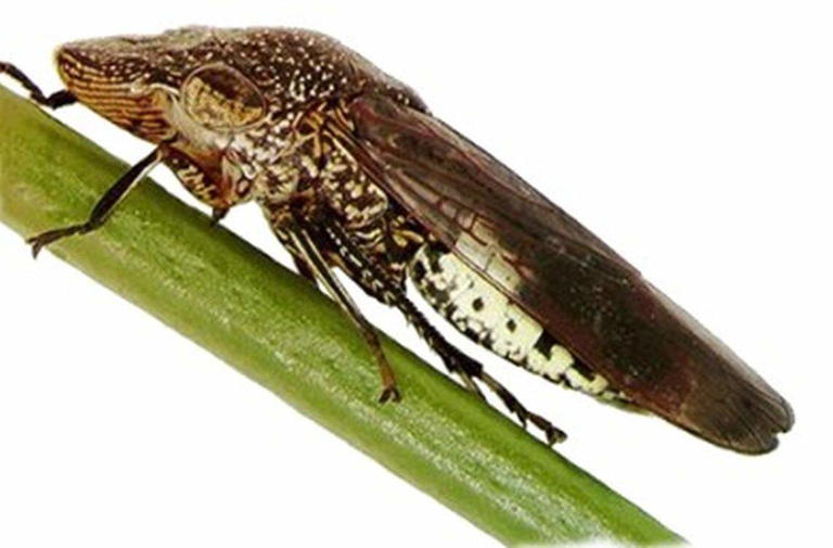What to know about invasive glassy-winged sharpshooters and the threat ...