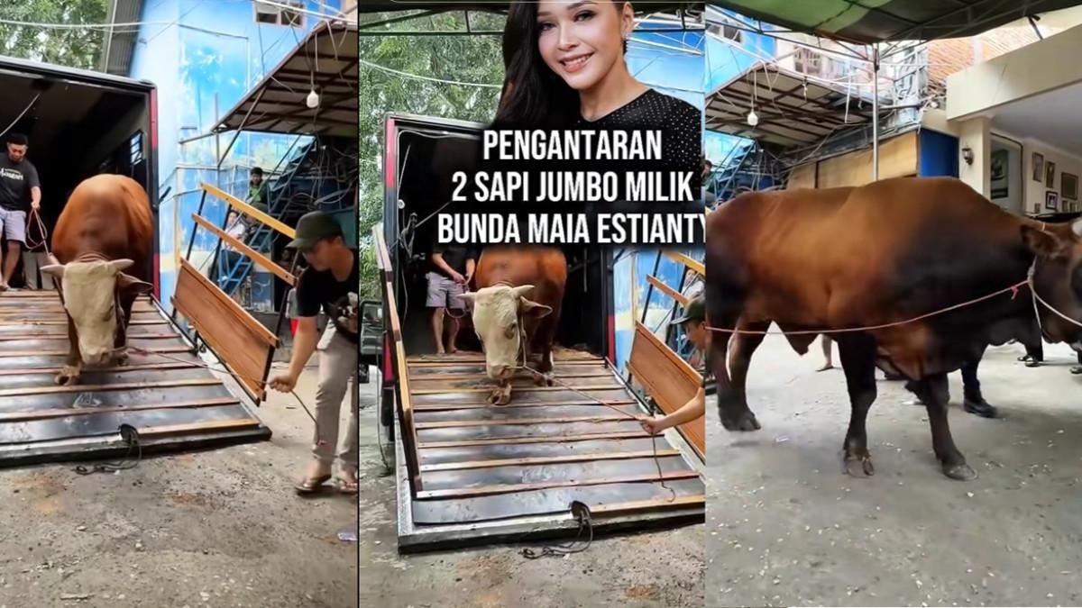 Penampakan hewan kurban Maia Estianty, 2 sapi jumbo langka dengan bobot ...