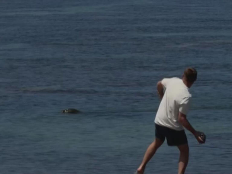 Washington man formally charged in monk seal harassment case