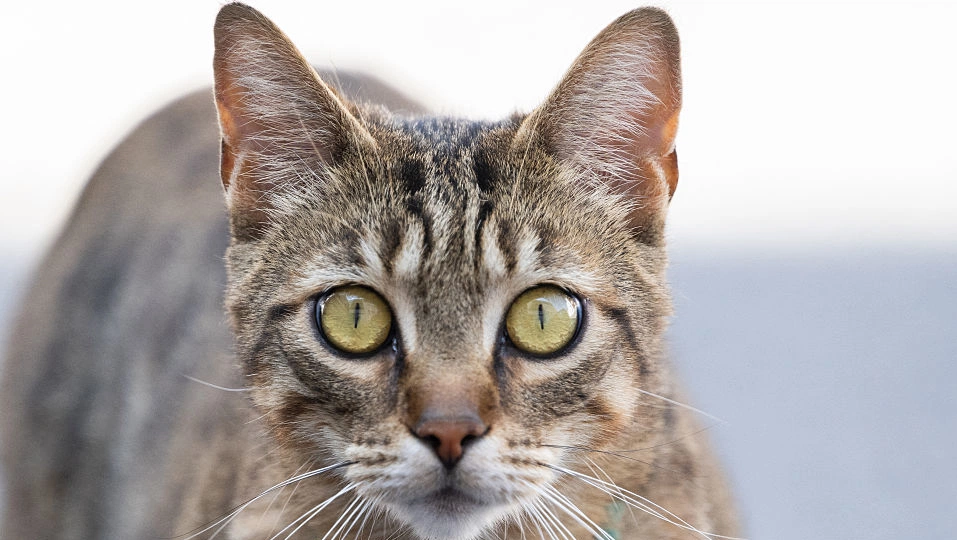 Decode your cat’s secret language today