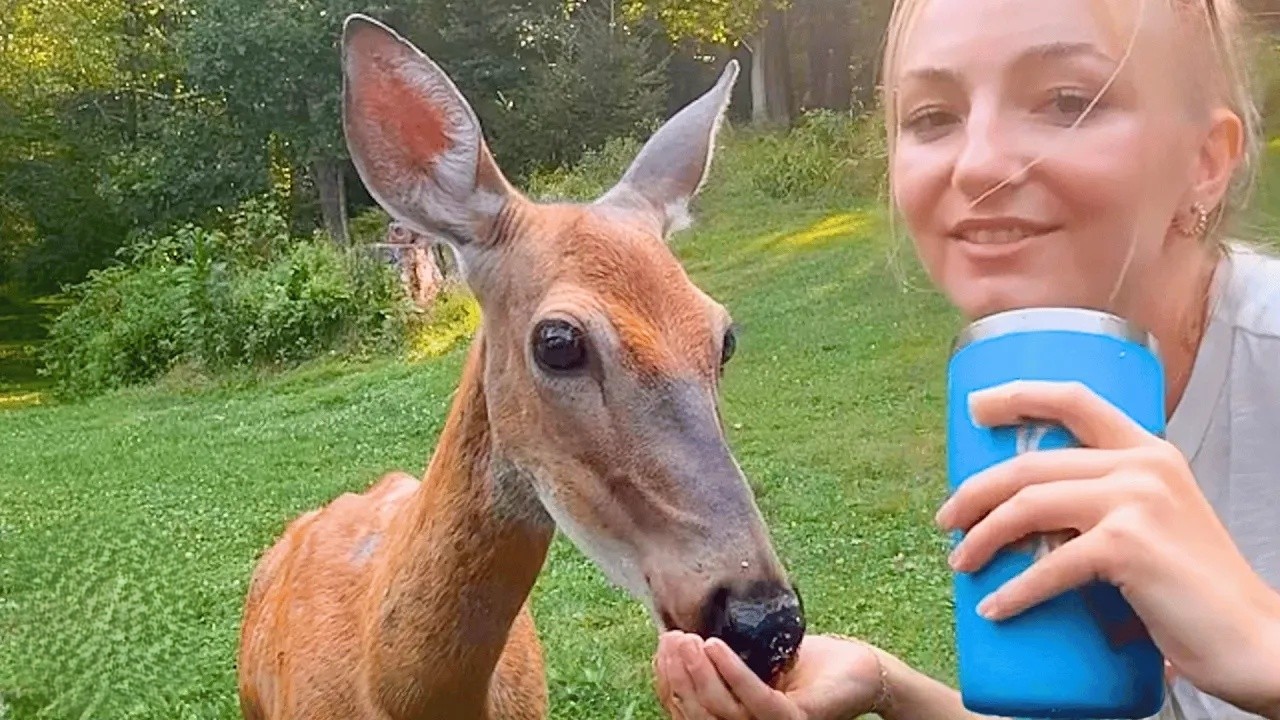 A deer waited at her door every night - then shared her biggest secret