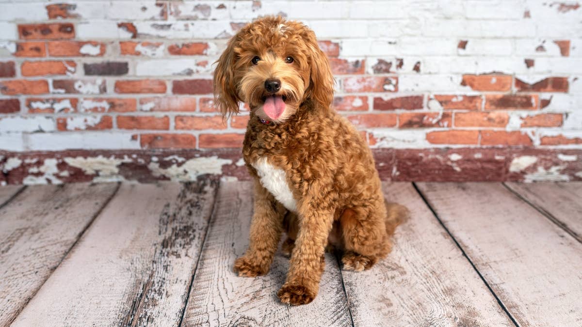 This fluffy doodle is basically the real-life version of Anthropologie ...