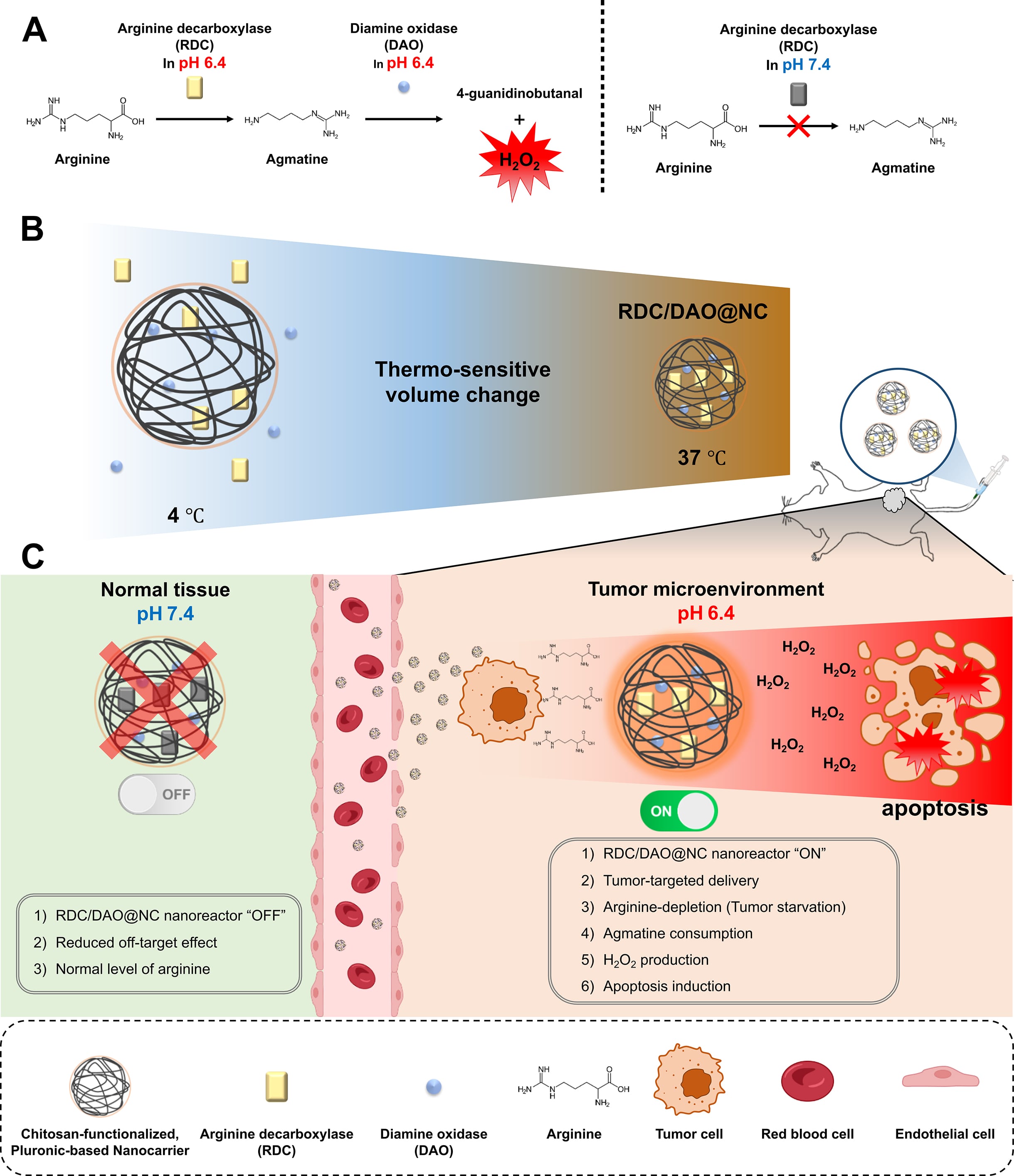 GIST's dual-enzyme system starves, attacks cancer cells