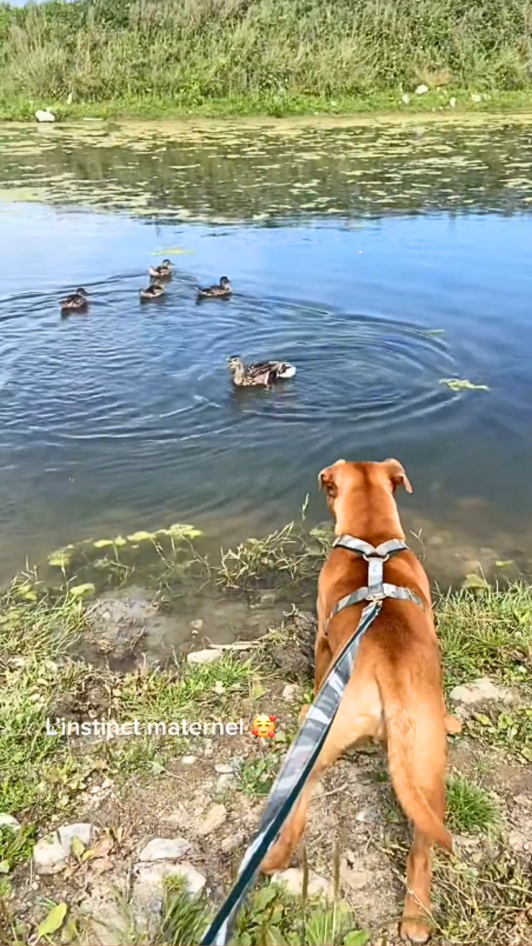 Instinct maternel d’une cane protectrice