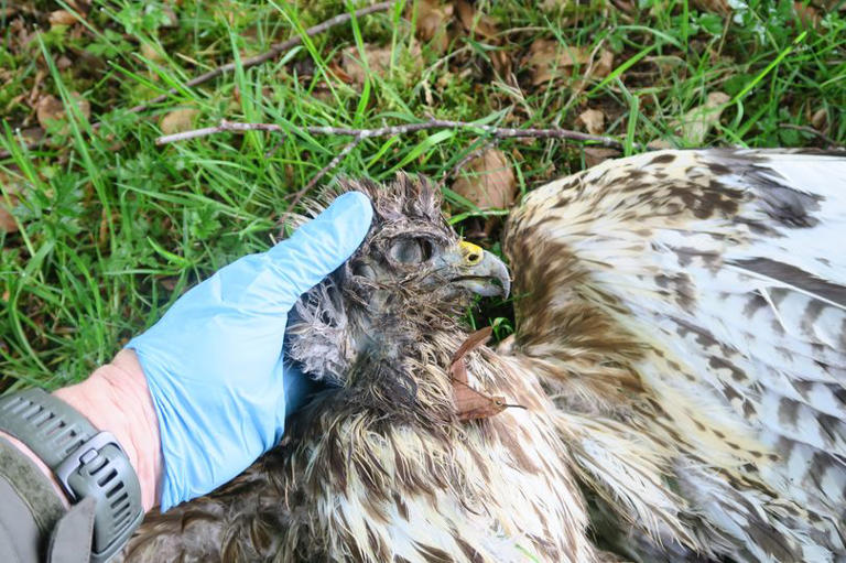 Graphic images show sick crimes of thugs who slaughter birds of prey as ...