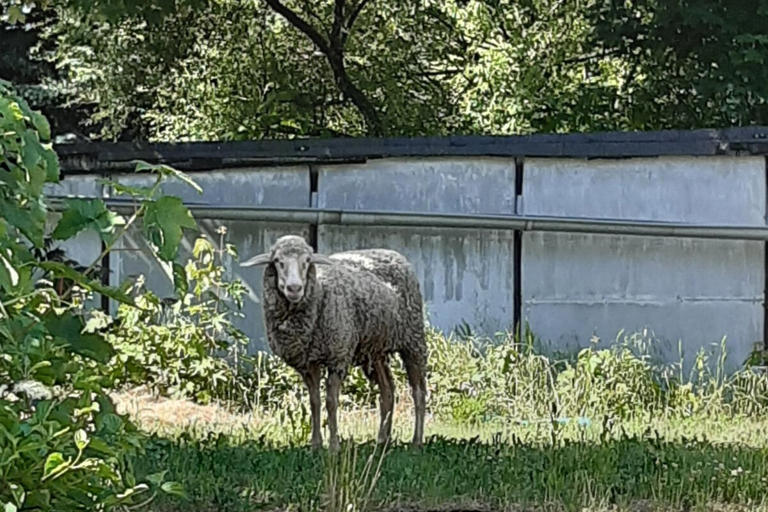 Verirrtes Schaf sorgt für Chaos im Leipziger Südosten: Doch wem gehört es?