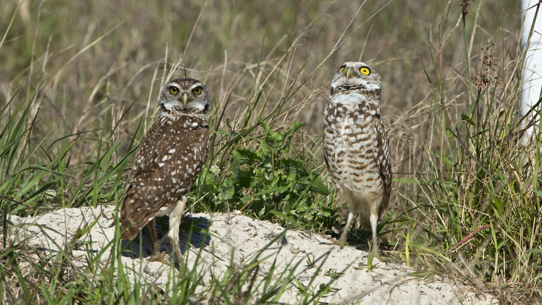 How to make your yard an owl haven