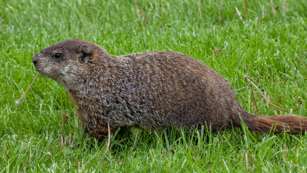 Groundhog-proof your garden this spring