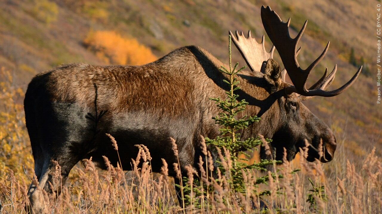 Person seriously injured after moose attack in Winter Park
