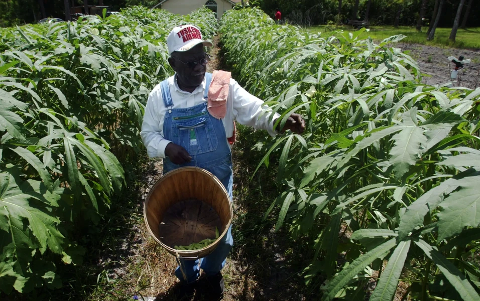 Florida scientists see rising okra demand, push for smarter farming