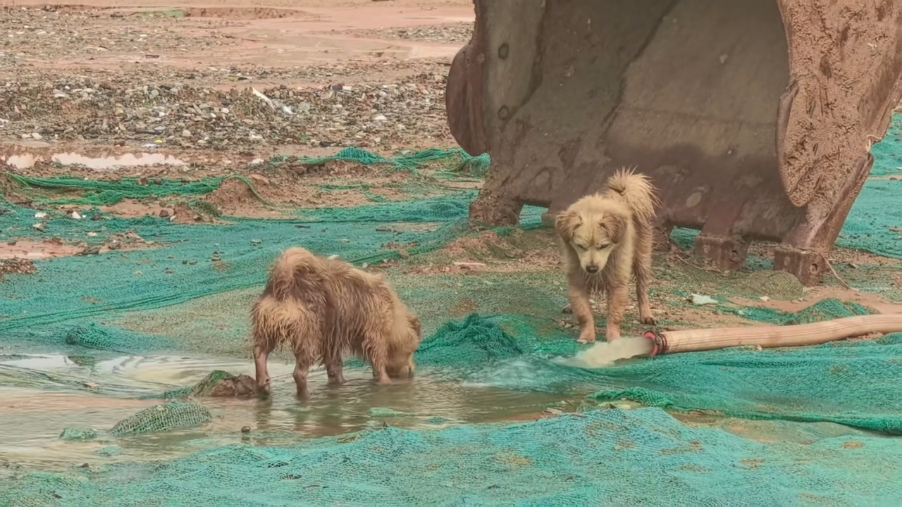 Puppy surprised by sudden water spray!