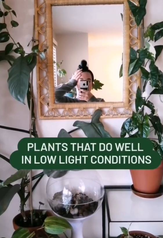 Best low-light houseplants that thrive indoors with minimal sunlight