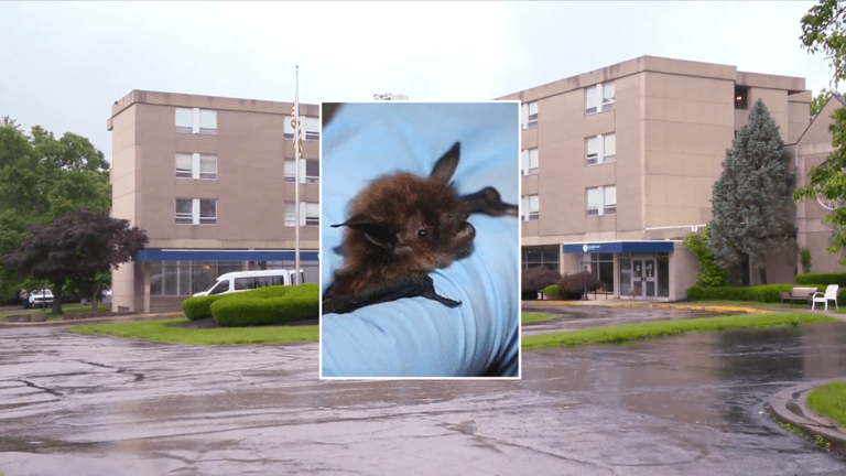 Bat found in the Tri-State tests positive for rabies; 1 person bitten