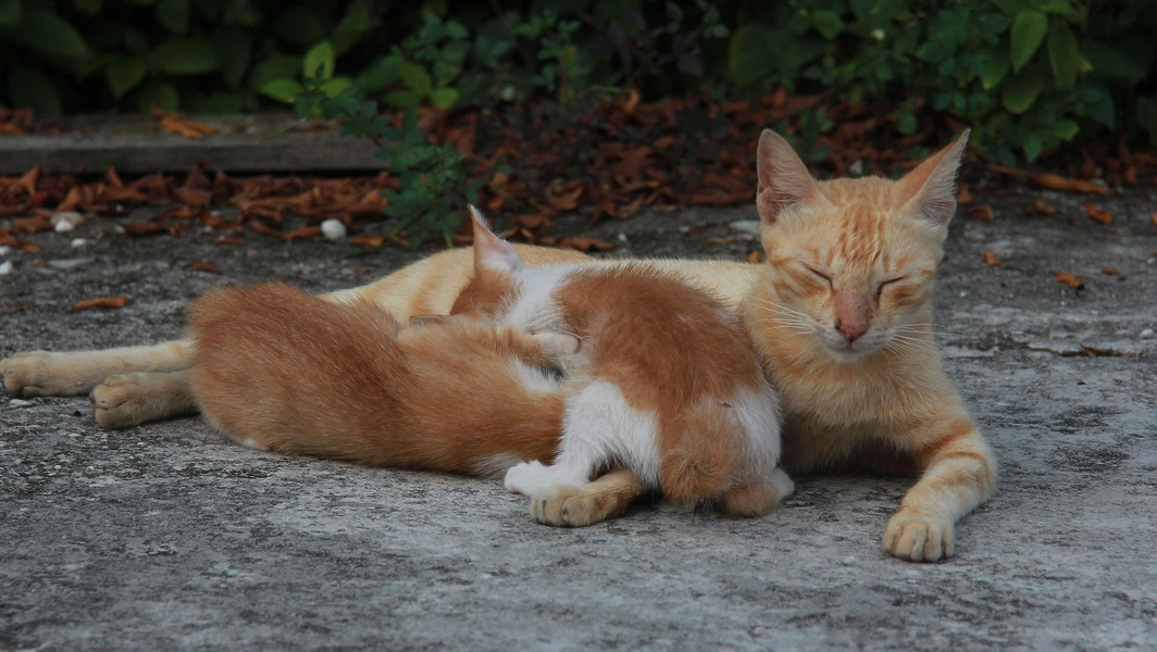 Inside the secret life of cat families