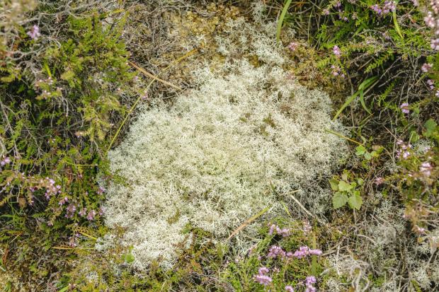 Ancient Cornish moor the size of 1,500 football pitches is new nature ...