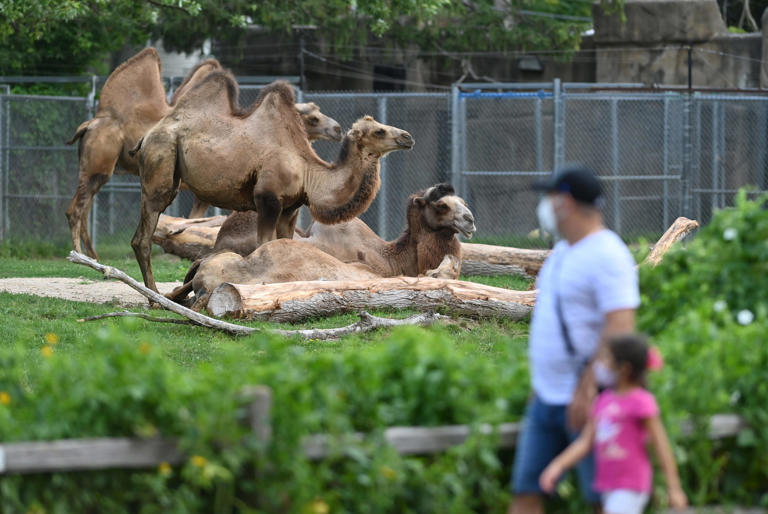 Threat reported at Detroit Zoo found not credible, zoo says