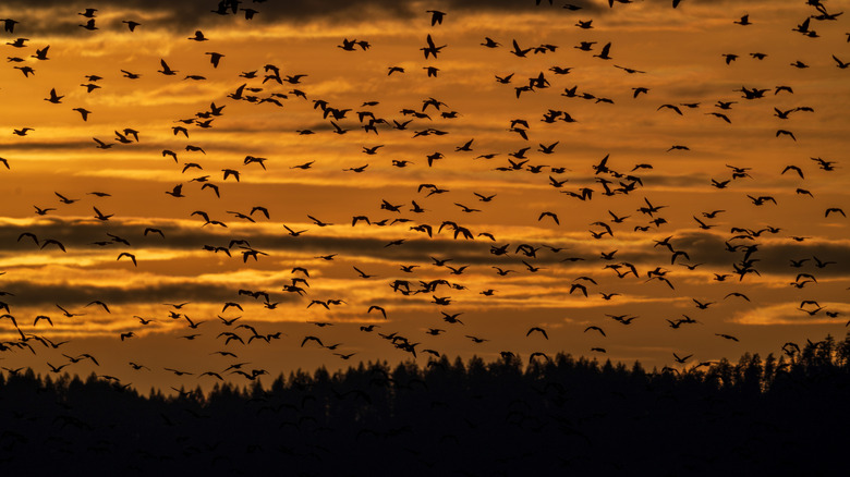 Between Eugene and Salem is Oregon's underrated birdwatching refuge ...