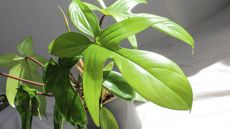 Plants that are secret dust magnets in your home