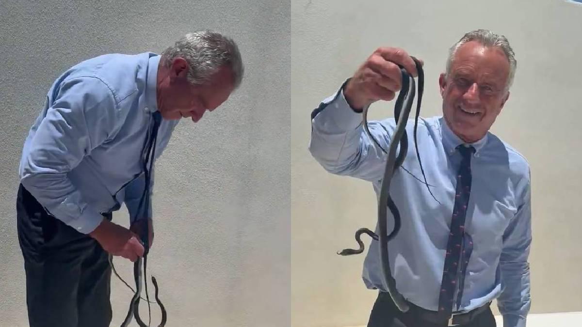 Robert F Kennedy Jr. se vuelve viral por atrapar serpientes con las ...